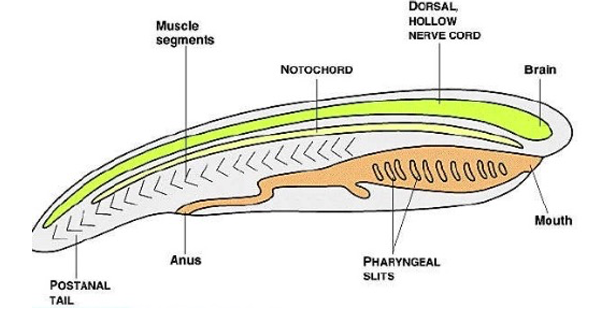 Chordata (Phylum) – THE ZOOLOGIST