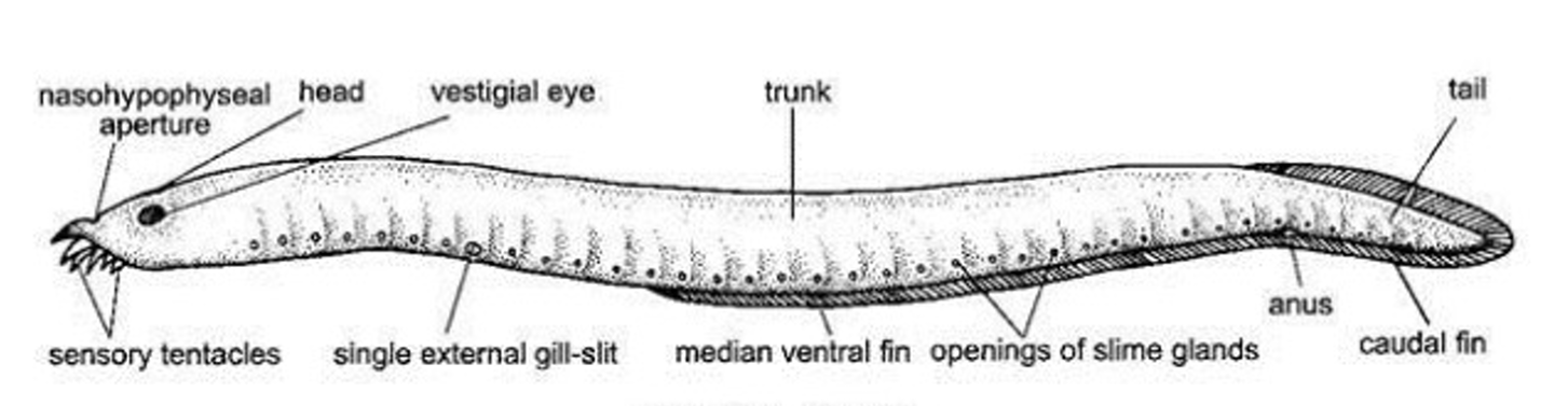 Agnathans (Cyclostomes) – THE ZOOLOGIST