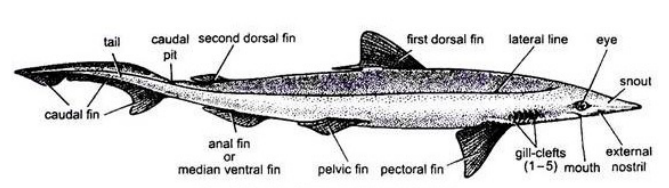 Features of Scoliodon (Dogfish) – THE ZOOLOGIST